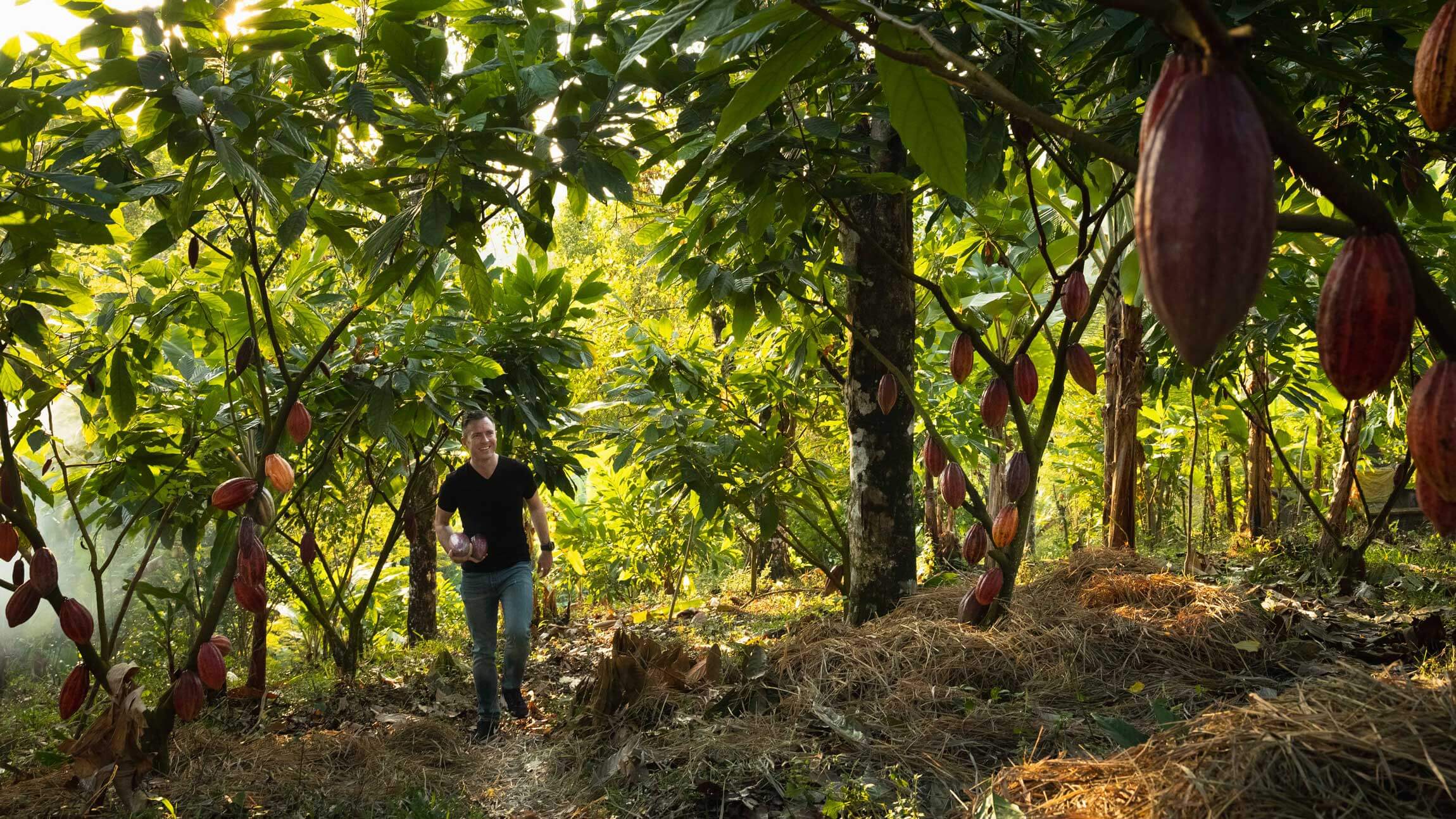 cacao farm Archives | Junglegold Bali